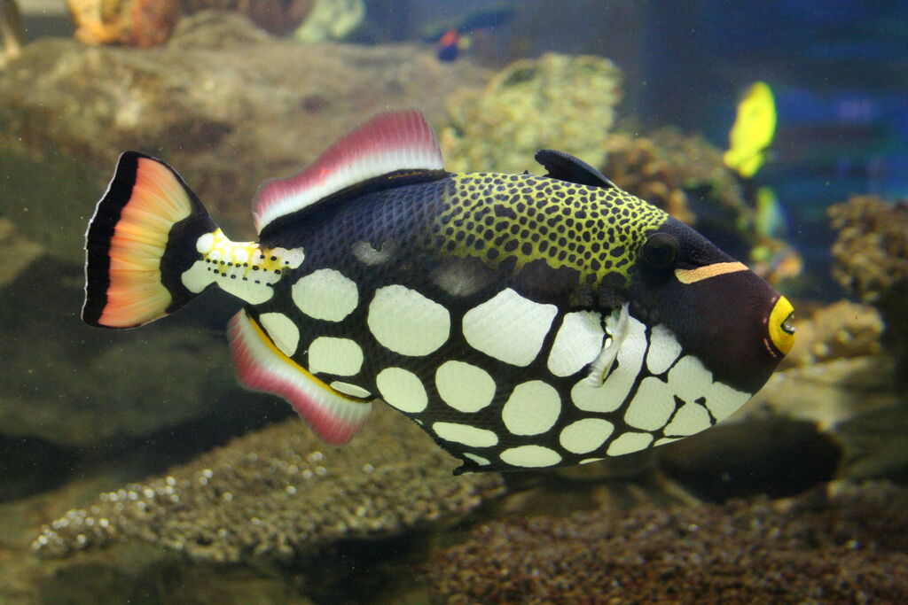 Two Oceans Aquarium | Clown triggerfish