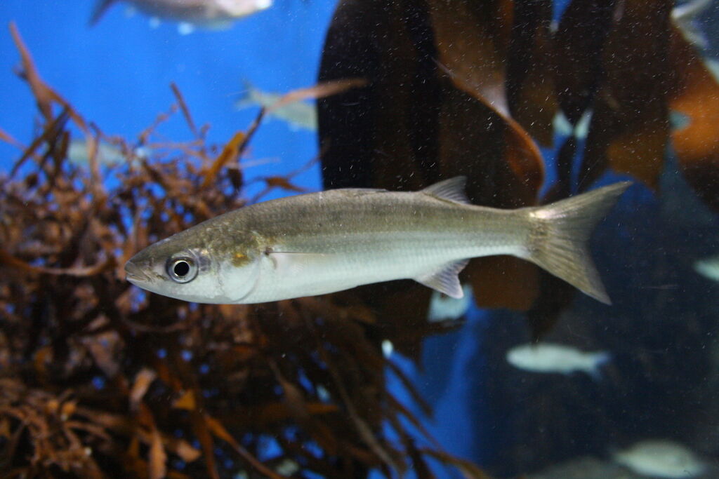 Two Oceans Aquarium | Southern mullet