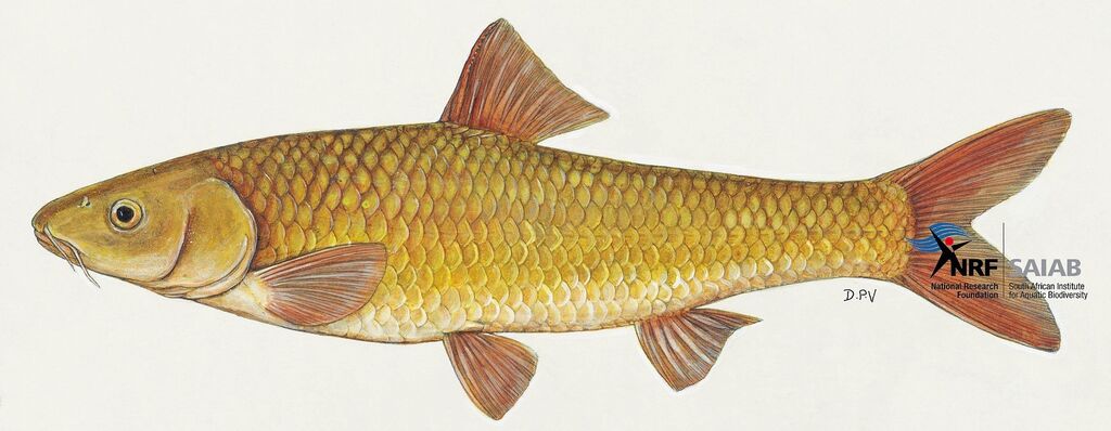 Two Oceans Aquarium | Berg-breede river whitefish