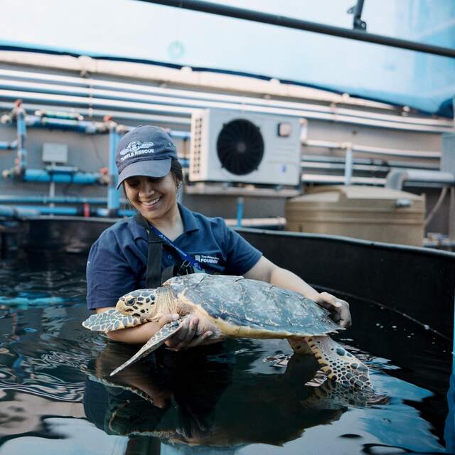Two Oceans Aquarium Foundation | Turtle Conservation Centre