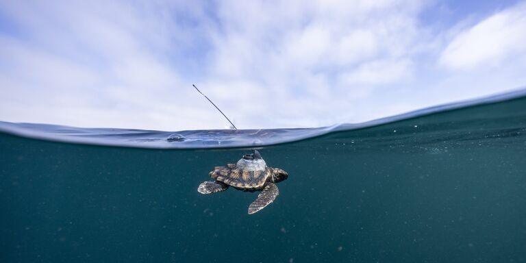 Two Oceans Aquarium Foundation | Turtle Conservation Centre