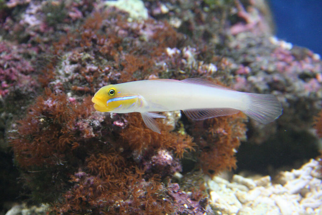 Two Oceans Aquarium | Blue-cheek goby