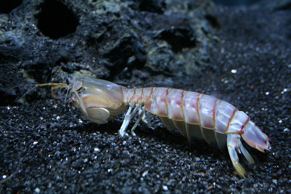 Two Oceans Aquarium | Cape mantis shrimp