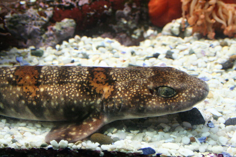 Two Oceans Aquarium | Puffadder shyshark