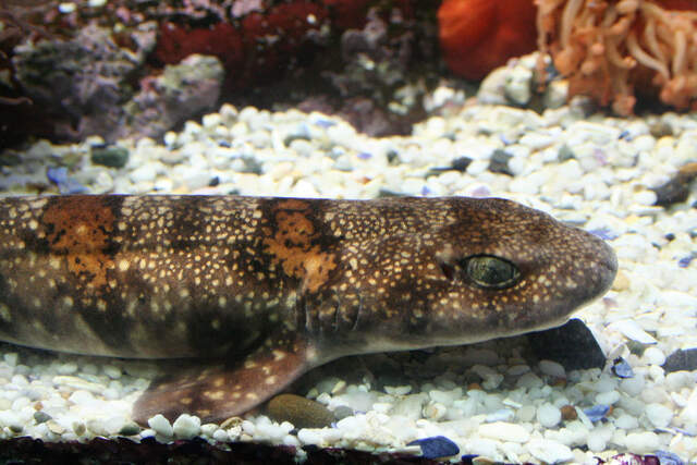 Two Oceans Aquarium | Puffadder shyshark