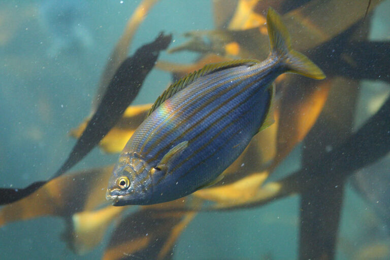 Two Oceans Aquarium Foundation | Strepie