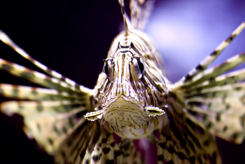 Two Oceans Aquarium | Devil firefish (common lionfish)