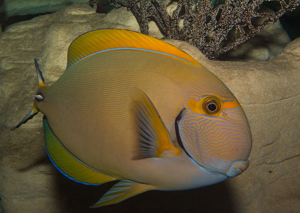 Two Oceans Aquarium | Pencilled surgeon