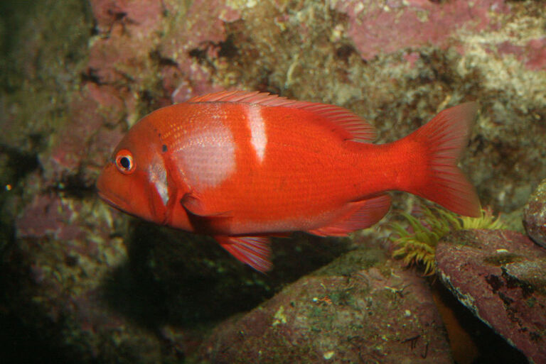 Two Oceans Aquarium | Roman