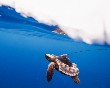 Two Oceans Aquarium | We released 12 juvenile loggerhead turtles into…