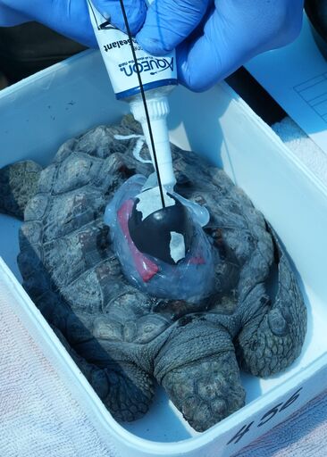 Two Oceans Aquarium | We released 12 juvenile loggerhead turtles into…