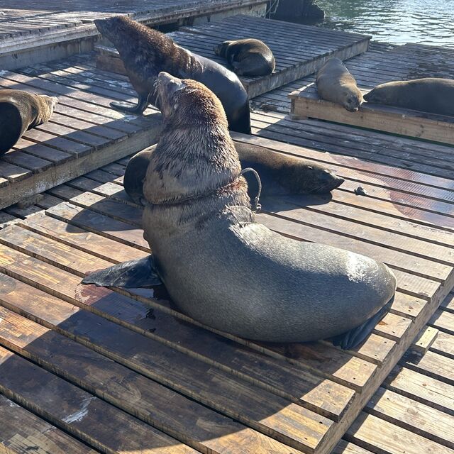 Two Oceans Aquarium | Seals: Media pack