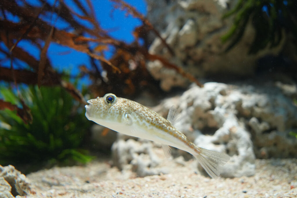 Two Oceans Aquarium | Meet the Dwarf Pufferfish!