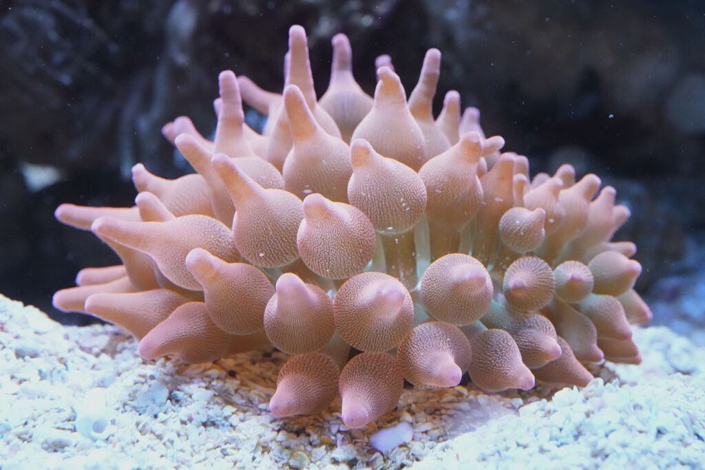 Two Oceans Aquarium | 7 cool anemone facts you may not know!