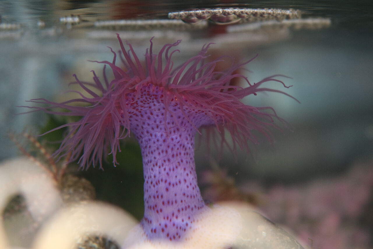 Two Oceans Aquarium | 7 cool anemone facts you may not know!