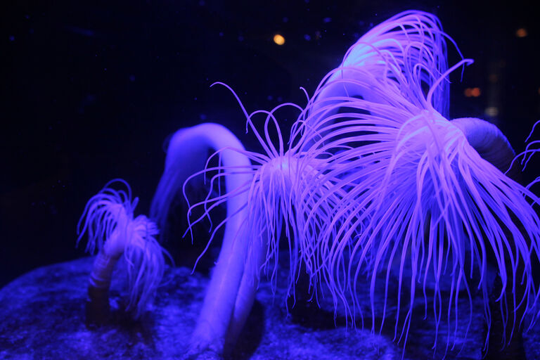 Two Oceans Aquarium | The anemones of the Two Oceans Aquarium