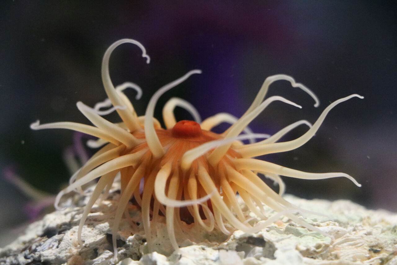 Two Oceans Aquarium | The anemones of the Two Oceans Aquarium