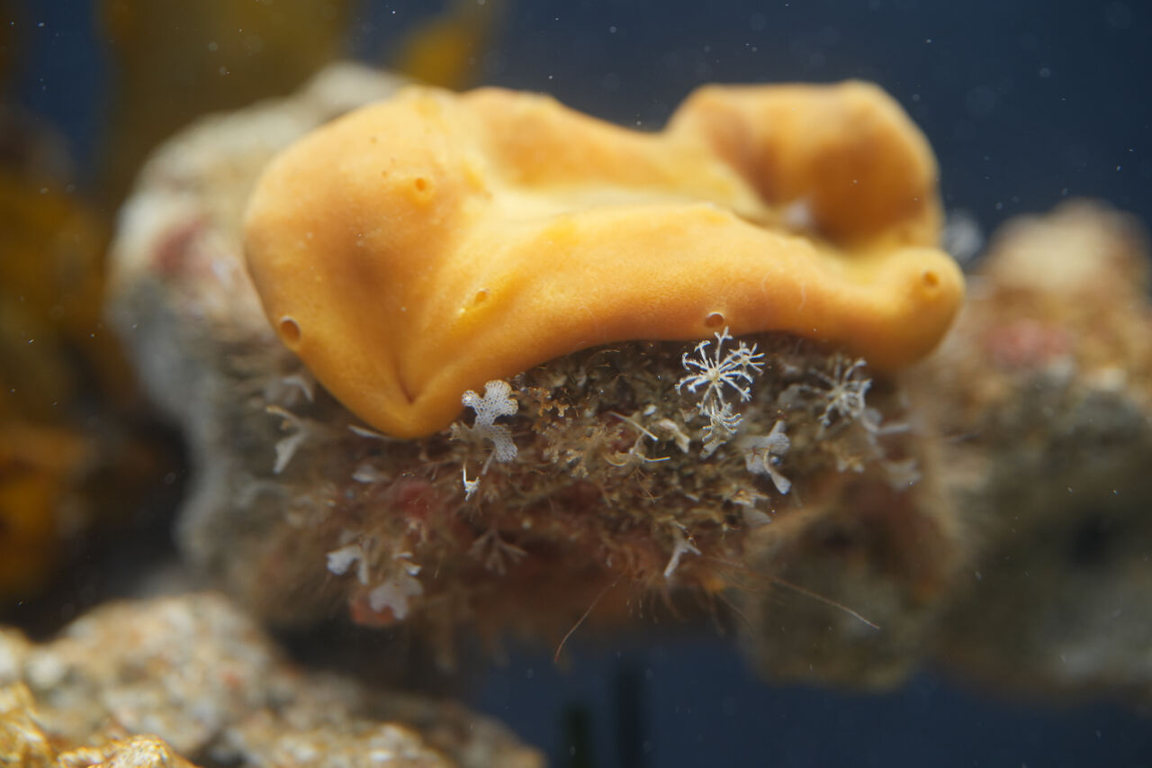 Two Oceans Aquarium | The Two Oceans Aquarium has welcomed a new…