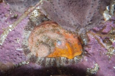 Two Oceans Aquarium | Everything you need to know about abalone