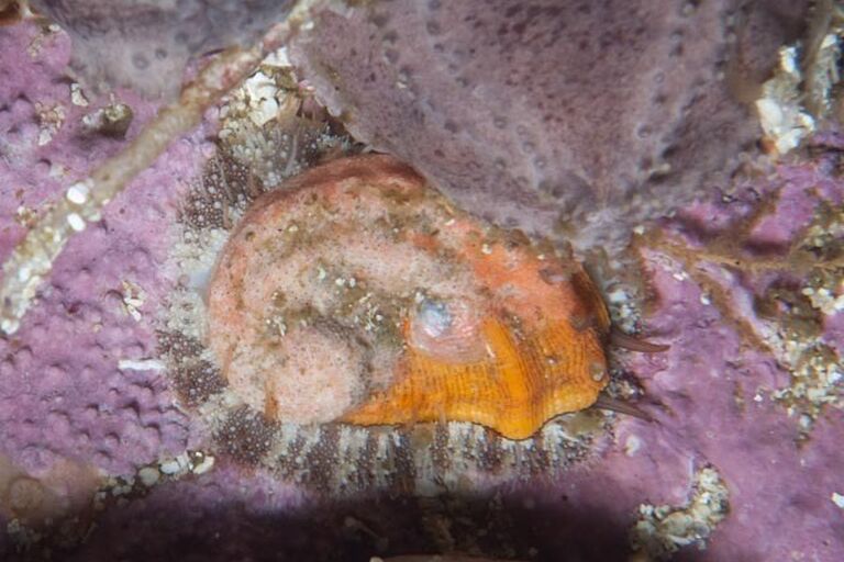 Two Oceans Aquarium | Everything you need to know about abalone