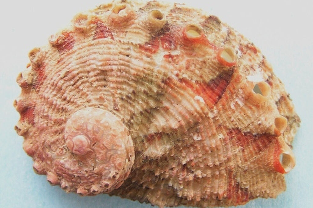 Two Oceans Aquarium | Everything you need to know about abalone