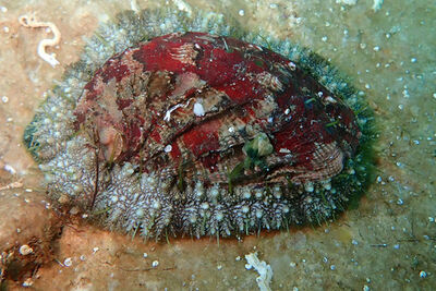 Two Oceans Aquarium | Everything you need to know about abalone