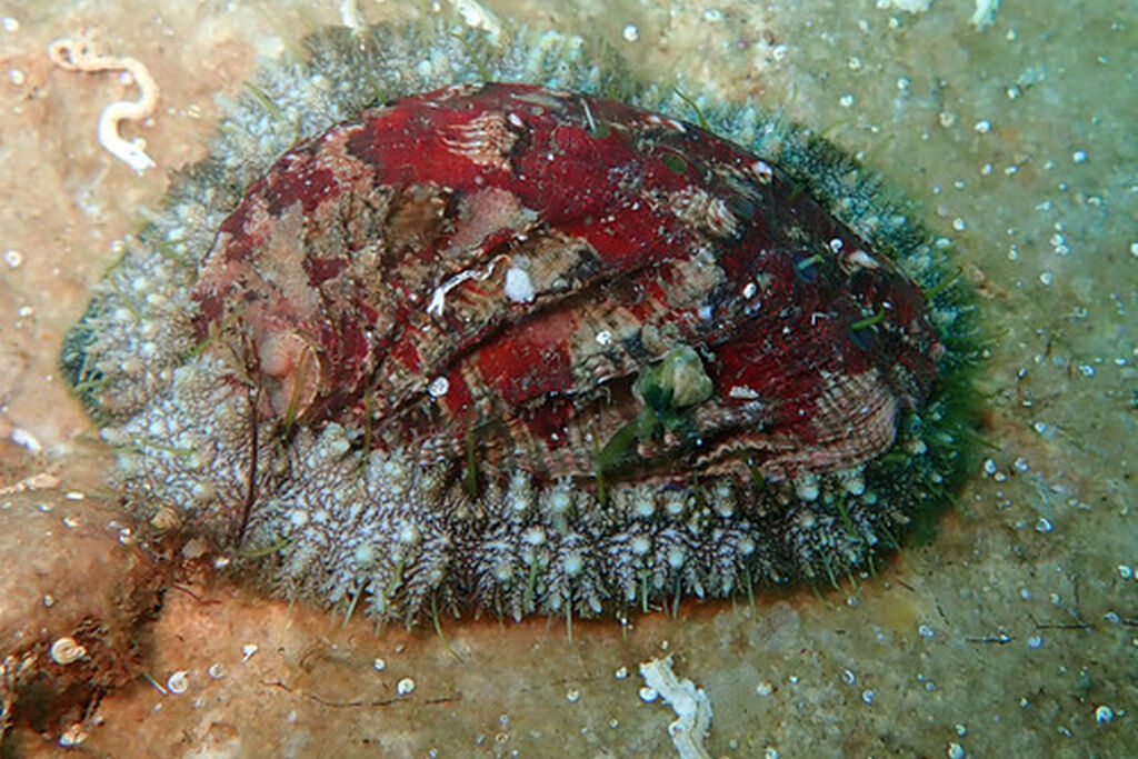 Two Oceans Aquarium | Everything you need to know about abalone