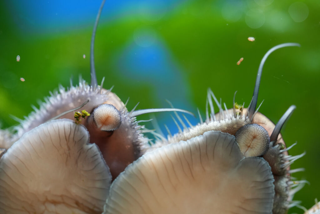 Two Oceans Aquarium | Everything you need to know about abalone