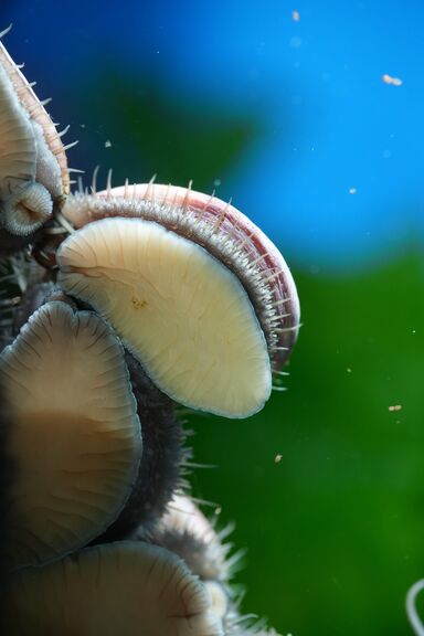 Two Oceans Aquarium | Everything you need to know about abalone