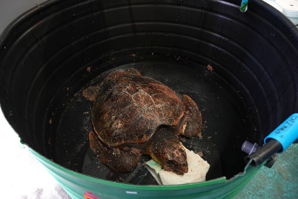 Two Oceans Aquarium | Our Turtle Rescue Network urges beachgoers to…