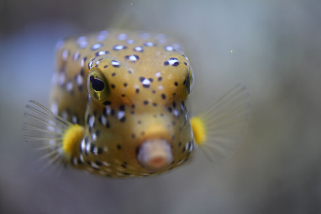 Two Oceans Aquarium | Boxfish