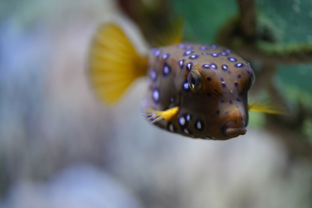 Two Oceans Aquarium | Boxfish