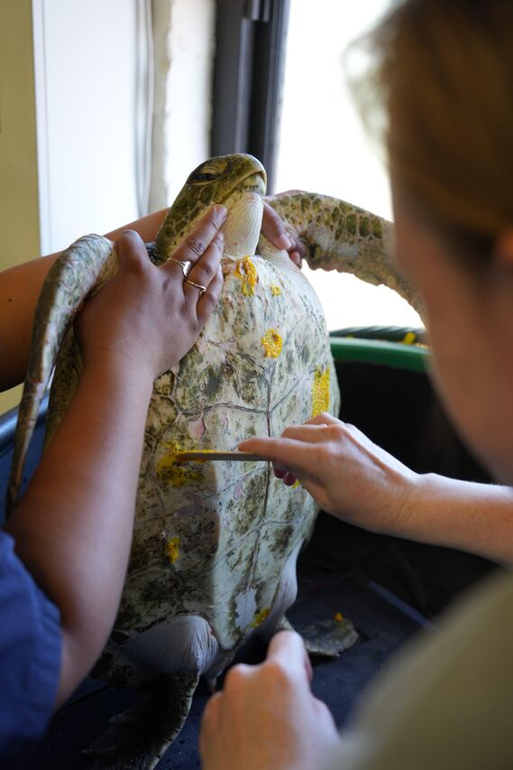 Two Oceans Aquarium Foundation | Meet Stella, one of our newest…