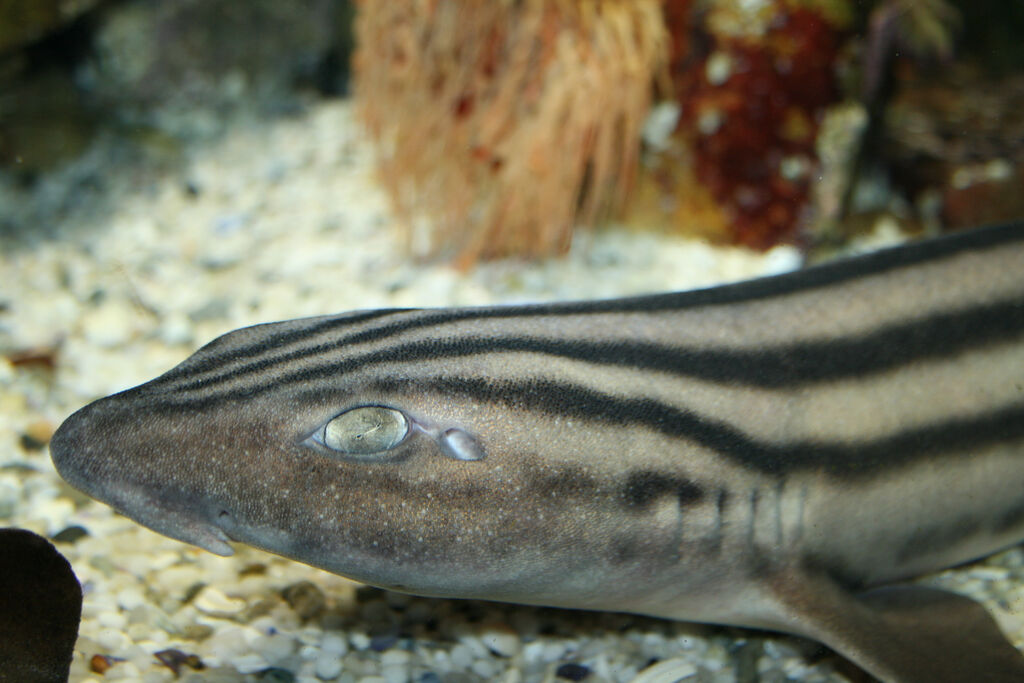 Two Oceans Aquarium | Pyjama catshark