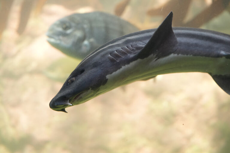 Two Oceans Aquarium | Pyjama catshark