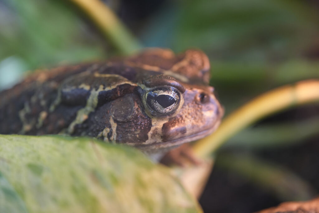 Two Oceans Aquarium | Hoppy Frog Day: Meet the amphibians at the Two…
