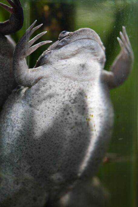 Two Oceans Aquarium | Hoppy Frog Day: Meet the amphibians at the Two…