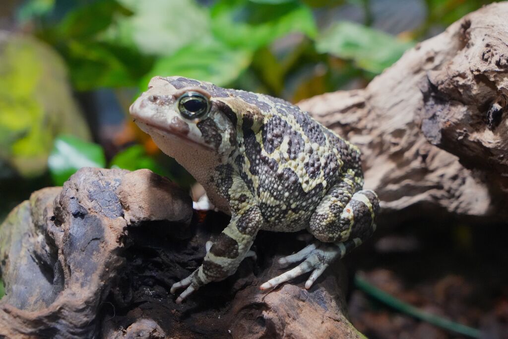 Two Oceans Aquarium | Hoppy Frog Day: Meet the amphibians at the Two…