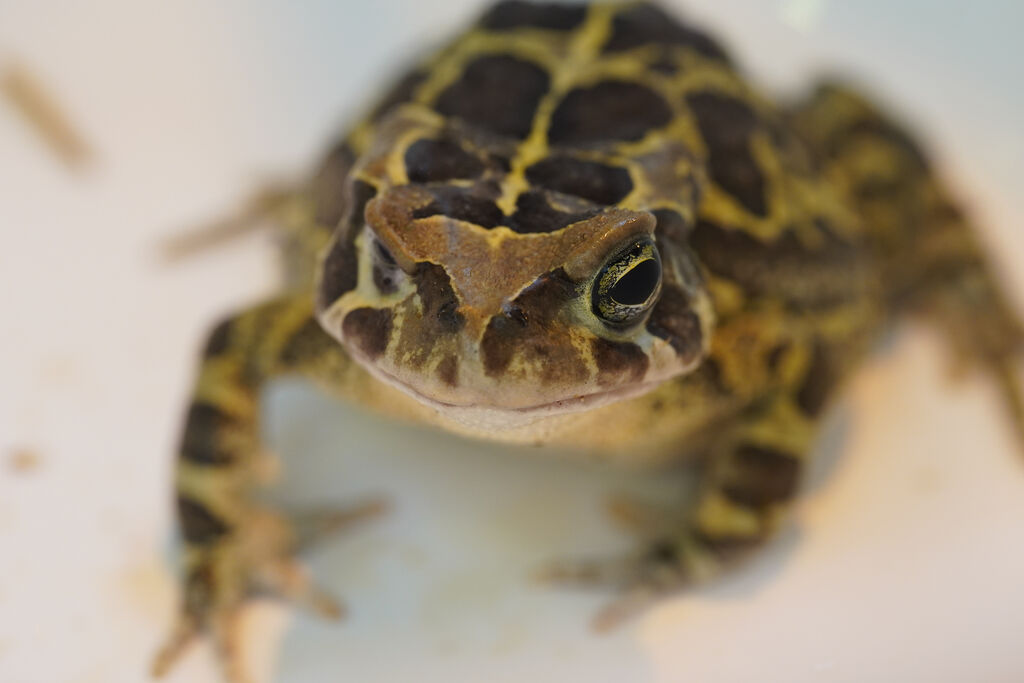 Two Oceans Aquarium | Hoppy Frog Day: Meet the amphibians at the Two…