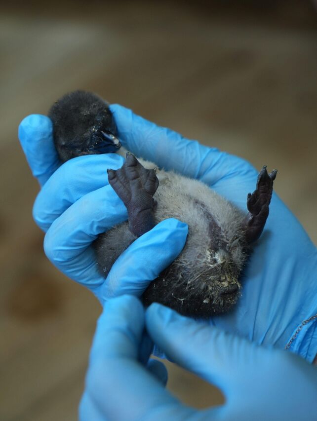 Two Oceans Aquarium | Celebrating our African penguin chicks’ journey…