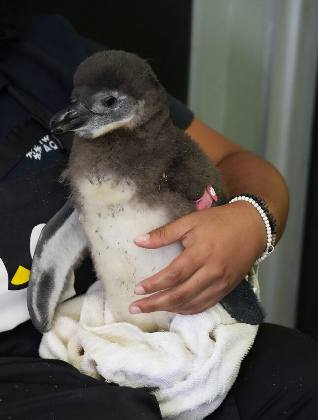 Two Oceans Aquarium | Celebrating our African penguin chicks’ journey…