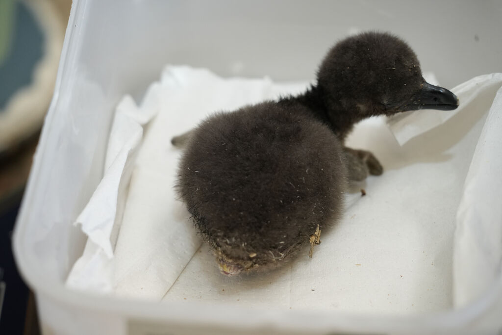 Two Oceans Aquarium | Celebrating our African penguin chicks’ journey…