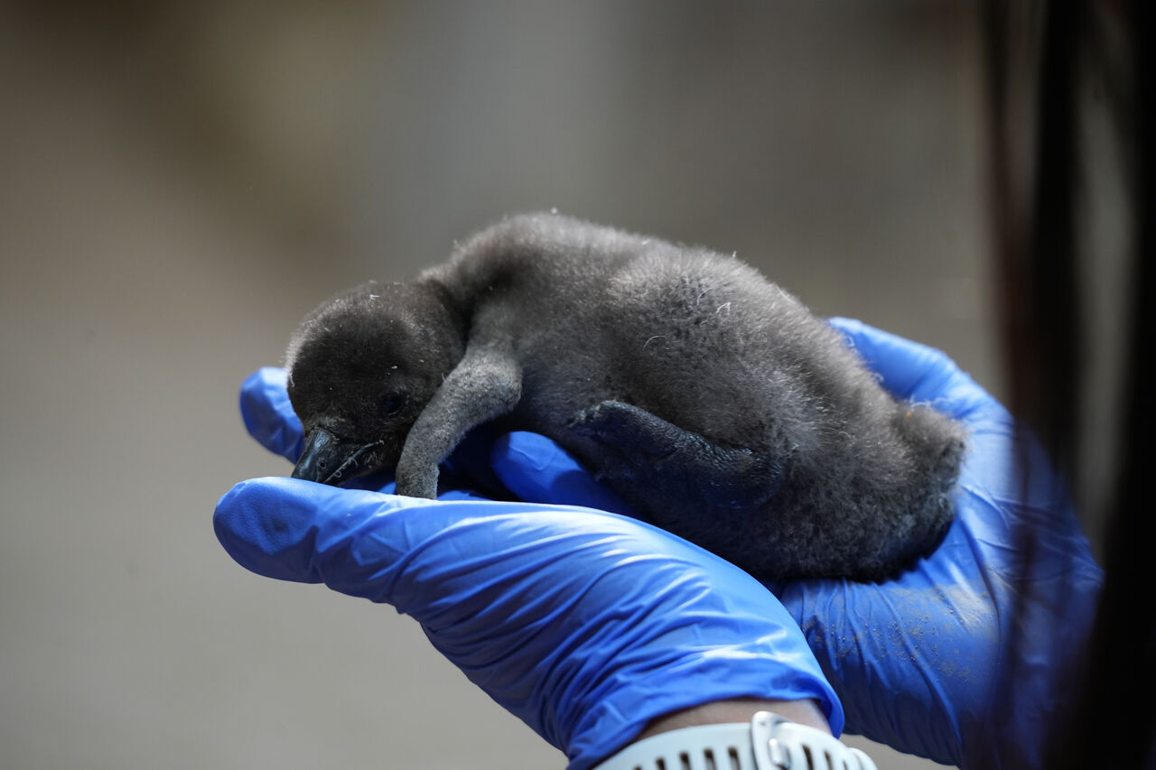 Two Oceans Aquarium | Celebrating our African penguin chicks’ journey…