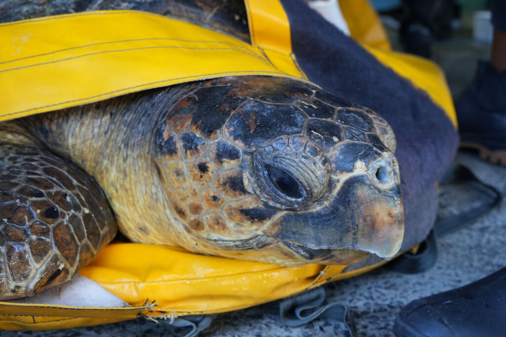 Two Oceans Aquarium | Meet Habanero, our rescued loggerhead turtle