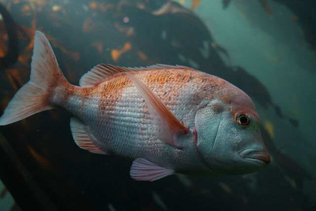 Two Oceans Aquarium | This Endangered Species Day, meet some of the…