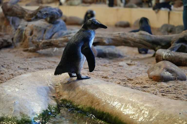 Two Oceans Aquarium | Celebrating our African penguin chicks’ journey…
