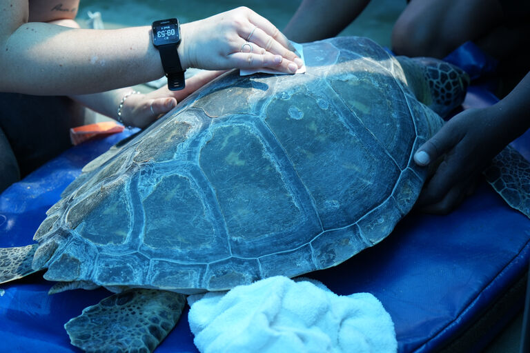 Two Oceans Aquarium | How we tag the turtles at the Turtle…