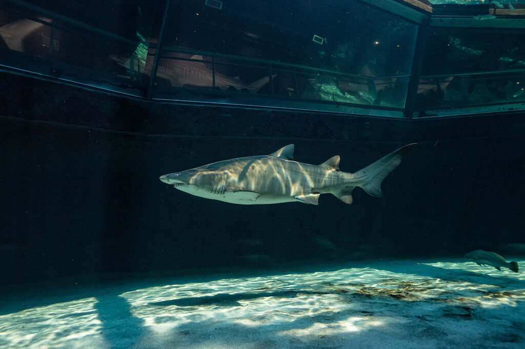 Two Oceans Aquarium | Ragged-tooth shark