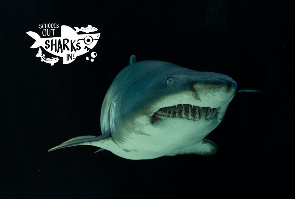 Two Oceans Aquarium | Learn about ragged-tooth sharks this school…