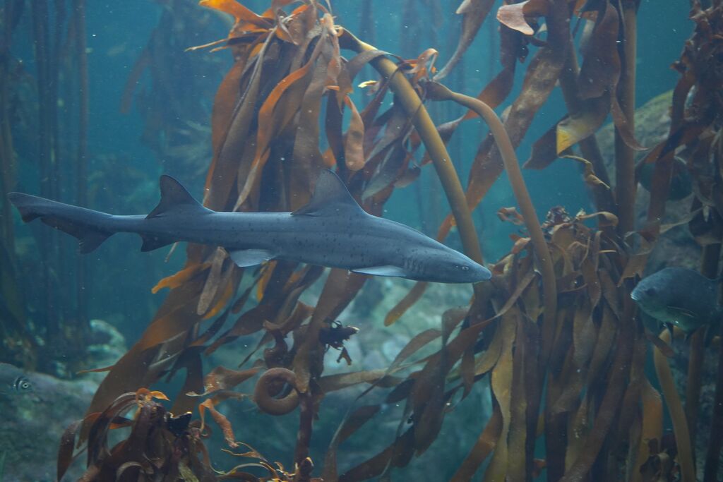 Two Oceans Aquarium | Learn about spotted gully sharks this school…